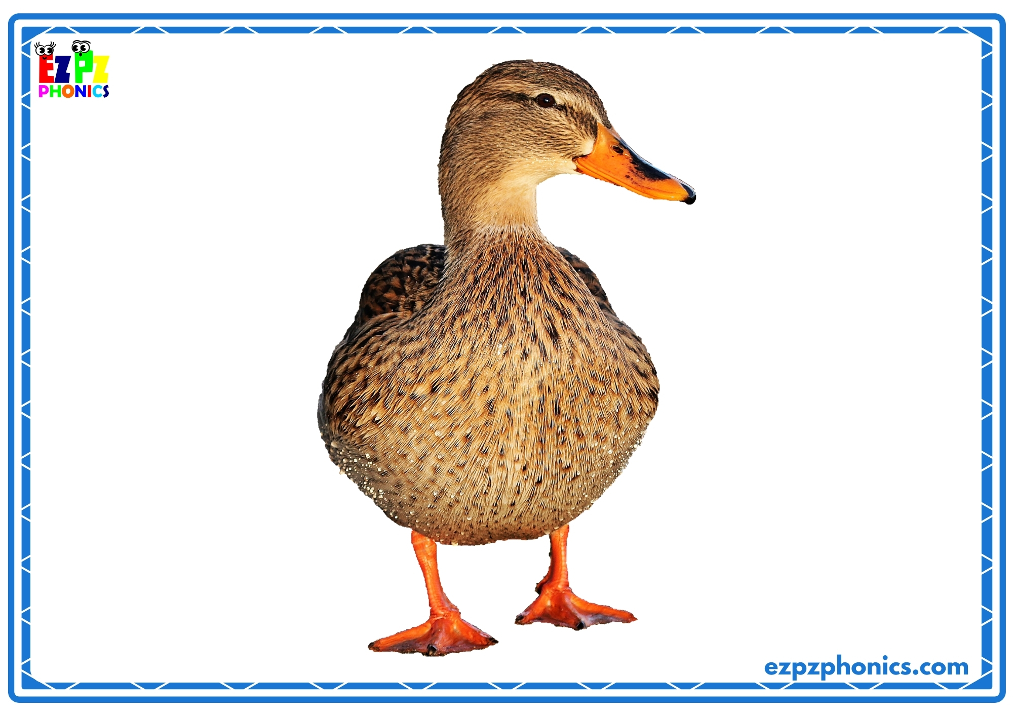 Farm Animals Flashcards Words on the Back for Easy Learning, Free PDF ...