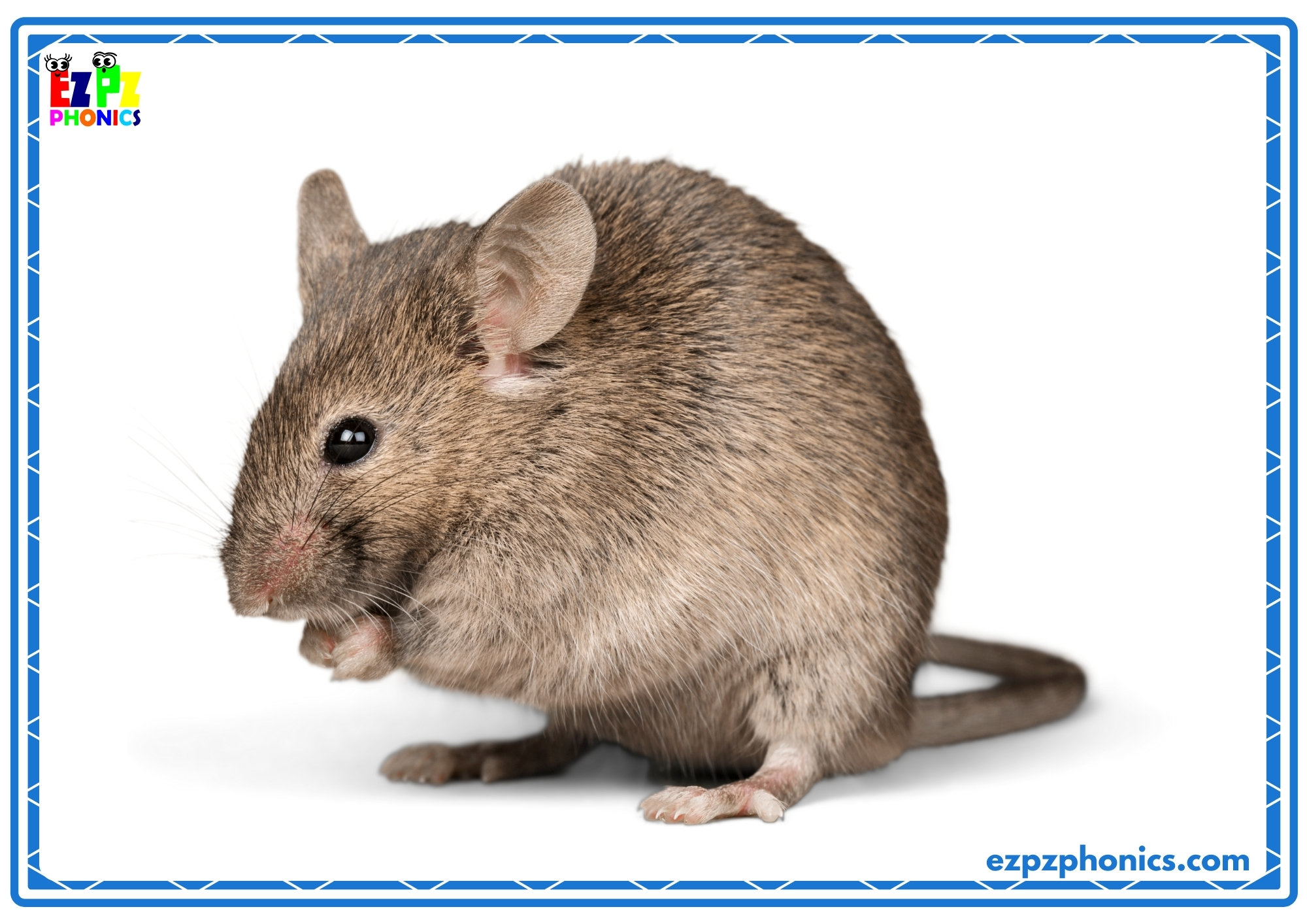 Farm Animals Flashcards Words on the Back for Easy Learning, Free PDF ...